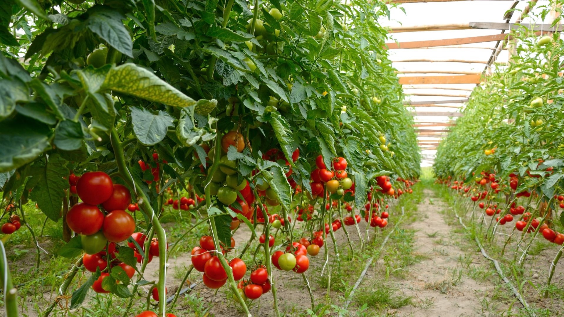 Produção de mudas de tomate - instalações