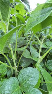 AGROLINK - O Portal do conteúdo Agropecuário. Confira: Noticias ...