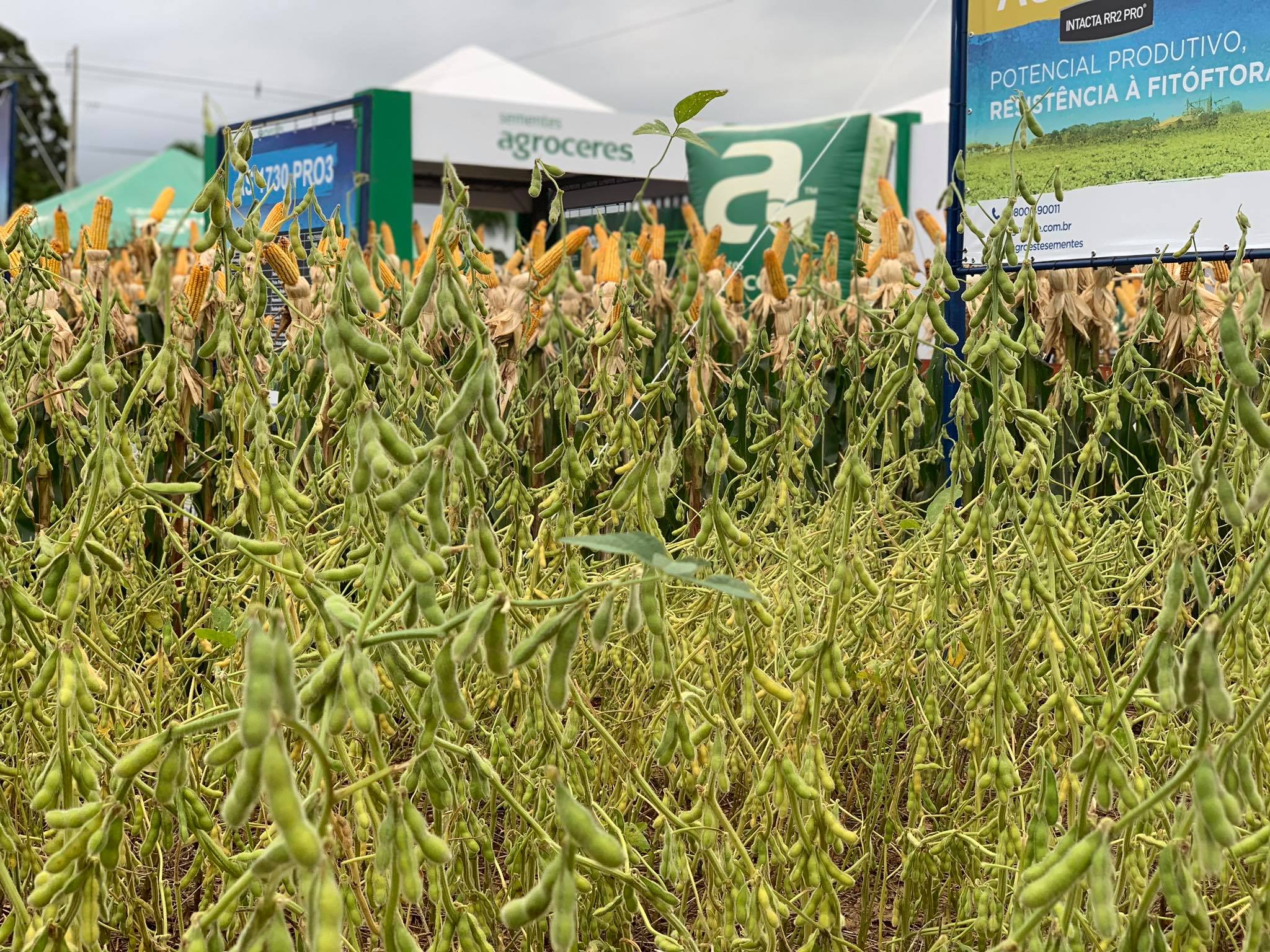 AGROLINK - O Portal do conteúdo Agropecuário. Confira: Noticias ...