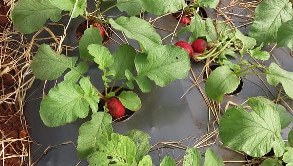 AGROLINK - O Portal do conteúdo Agropecuário. Confira: Noticias ...