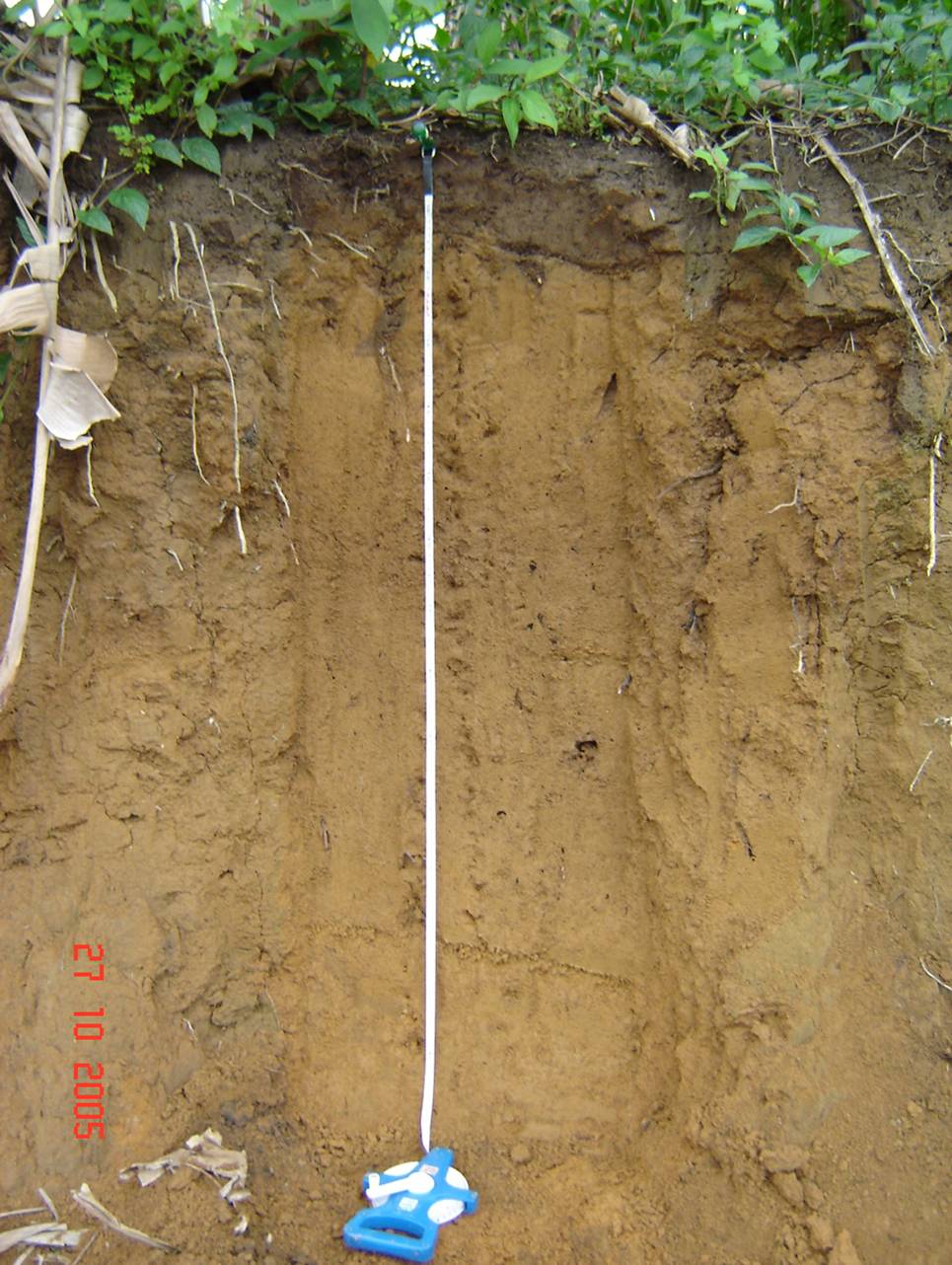Solo - O que é, características, composição, tipos e análise