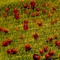 Brasil registra biológico inédito para controle do ácaro vermelho