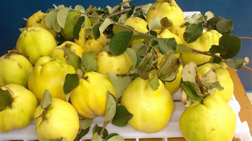 MG: pesquisa avalia qual a melhor variedade de marmelo para plantio