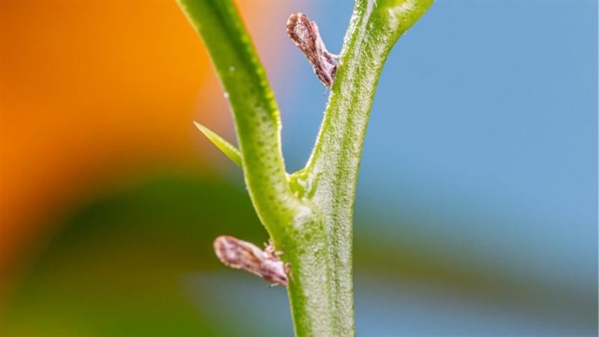 Avalia Psilídeo tem primeira atualização após lançamento
