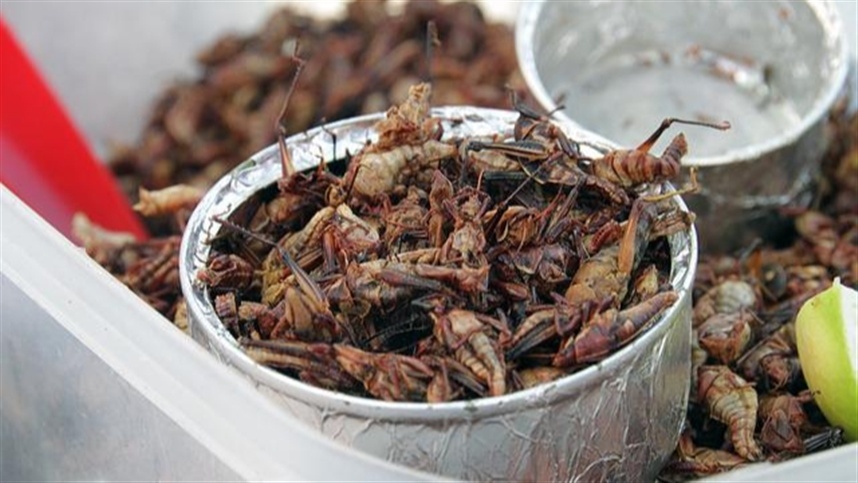Insetos como alimento já são realidade em Portugal