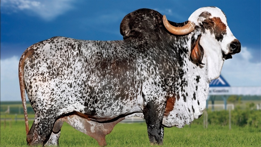 Raça Gir Leiteiro perde um de seus principais touros