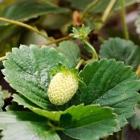 Conheça o morango branco chileno que está quase extinto