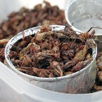 Comer insetos pode ser bom para o planeta