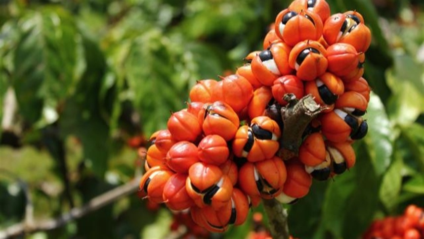 Novas tecnologias da genética microbiana são o futuro da produtividade