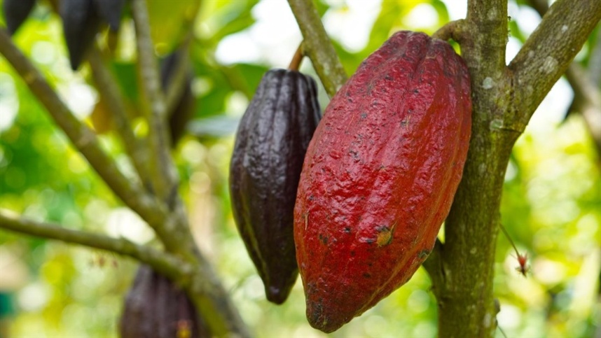 Os benefícios por trás do cacau. ENTENDA