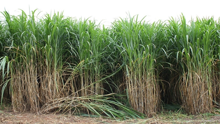 Parceria amplia produção de capim-elefante