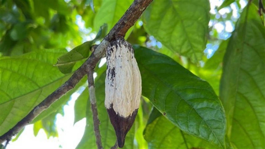 Amazonas em quarentena para conter monilíase do cacaueiro