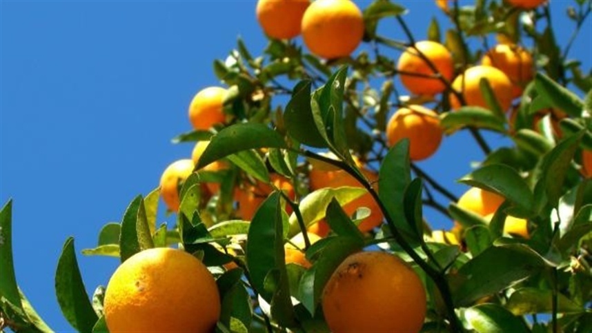 Emater-MG orienta sobre formação de pomar doméstico