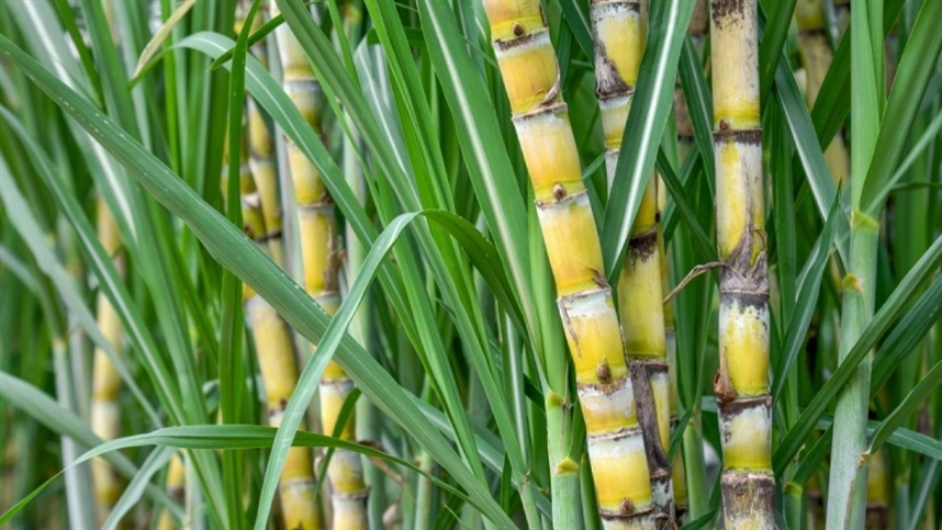 Nova variedade de cana tem resistência à broca e glifosato Nova variedade de cana tem resistência à broca e glifosato