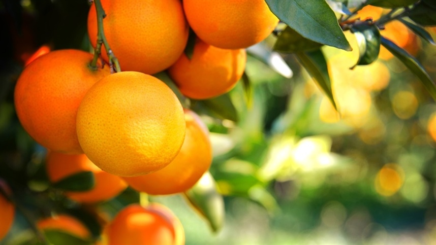 Conheça as soluções da Albaugh na Agrishow