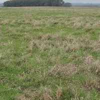 O que potencializa disseminação de capim-annoni?