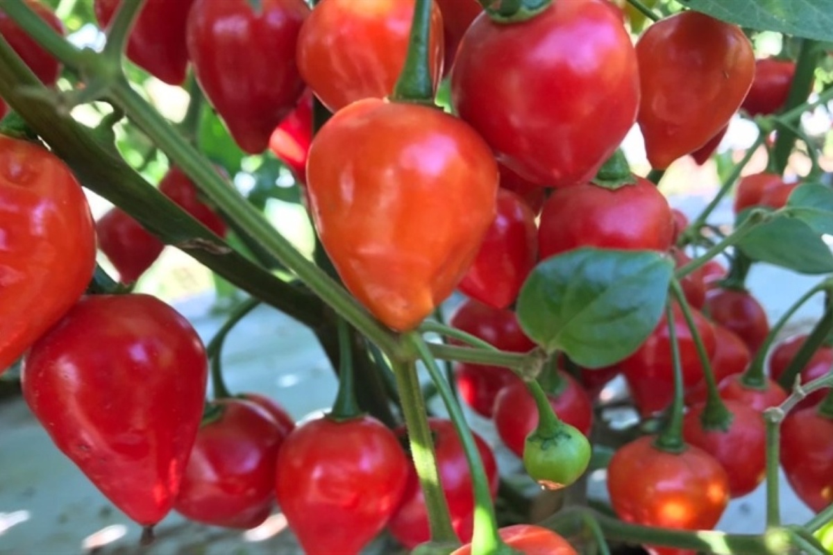 Identificando Tipos De Pimenta Descubra Os Tipos De Pimentas: O Que