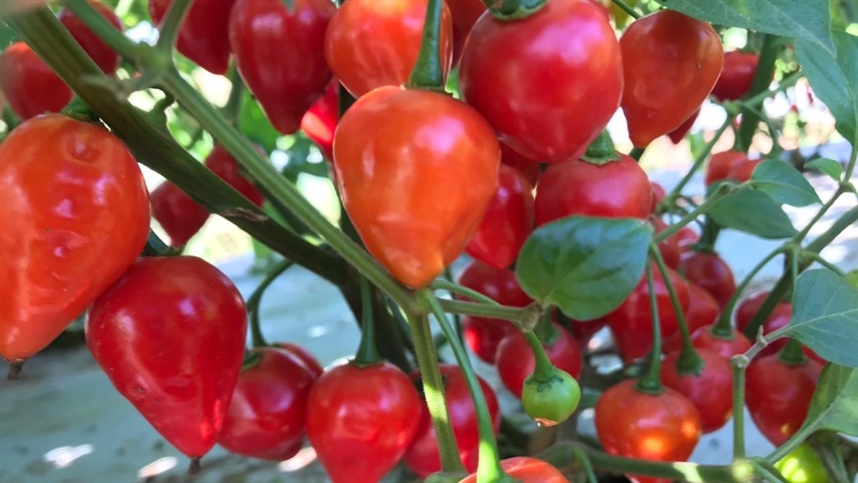 Conheça a nova variedade de pimenta no Brasil