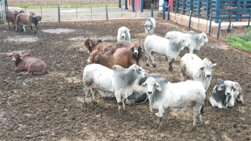 Centro Tecnológico da Bela Vista realiza avaliação da raça Brahman
