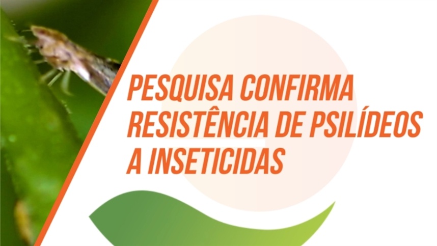 Pesquisa confirma resistência de psilídeos a inseticidas