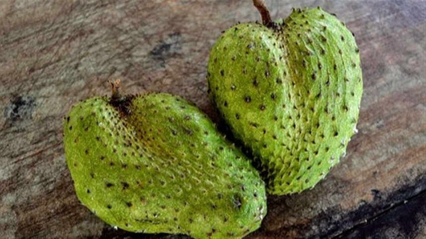 Capacitação traz instruções técnicas sobre o cultivo da graviola