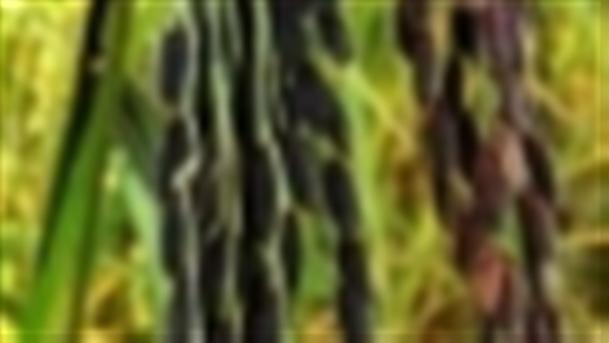 Mercado arrozeiro registra preços estáveis