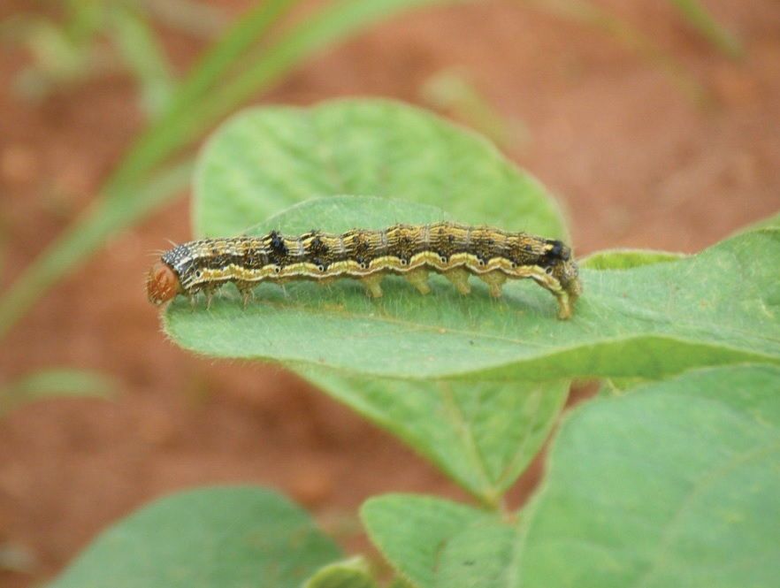 ?Helicoverpa armigera custa US$ 5 bilhões por ano em controle e perdas