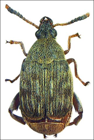 Caruncho (Acanthoscelides obtectus)