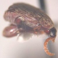 Caruncho (Acanthoscelides obtectus)