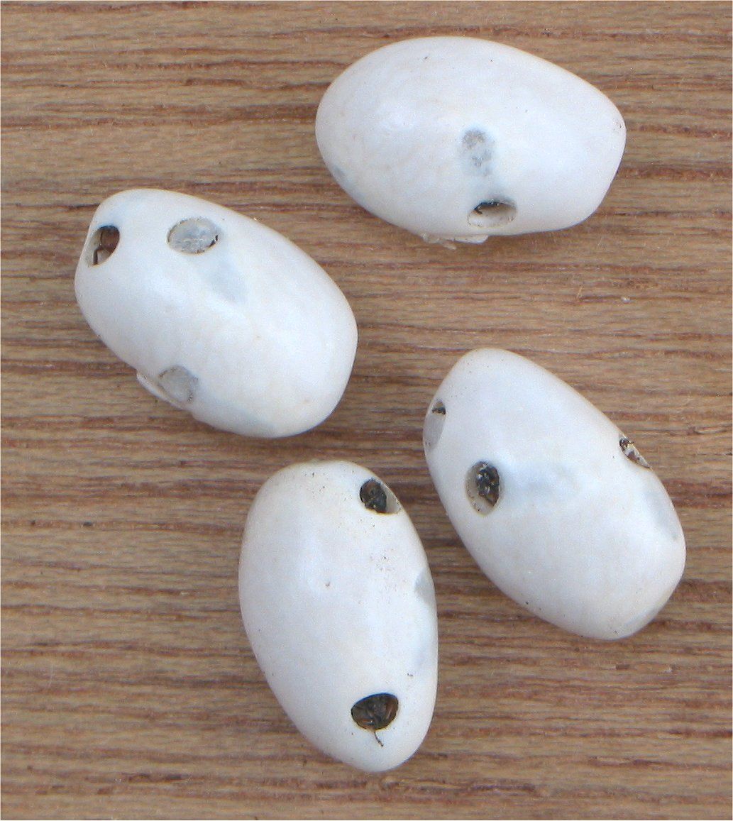 Caruncho (Acanthoscelides obtectus)