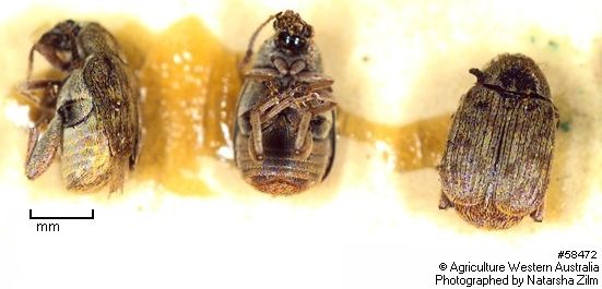 Caruncho (Acanthoscelides obtectus)