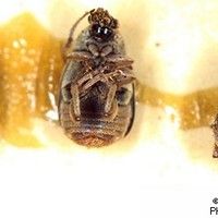 Caruncho (Acanthoscelides obtectus)