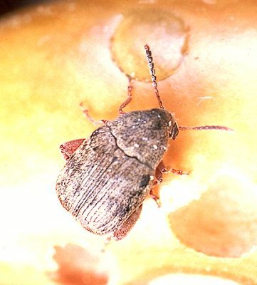 Caruncho (Acanthoscelides obtectus)