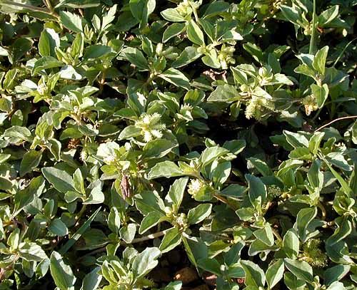 Carrapicho rasteiro (Acanthospermum australe)