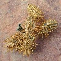 Carrapicho rasteiro (Acanthospermum australe)