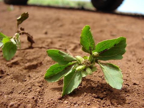 Carrapicho rasteiro (Acanthospermum australe)