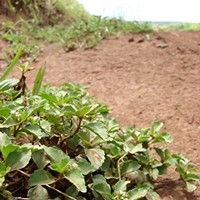 Carrapicho rasteiro (Acanthospermum australe)