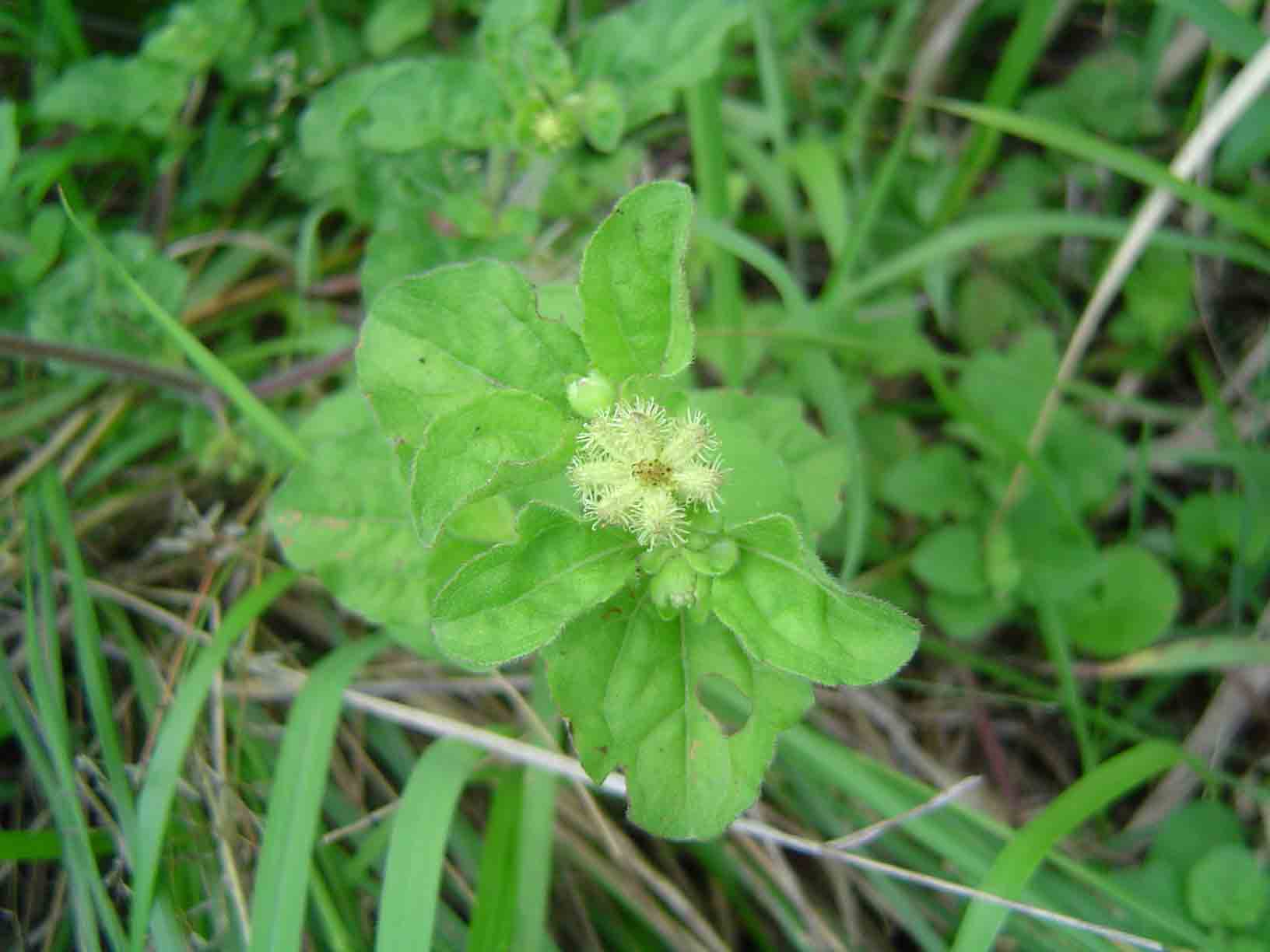 Carrapicho rasteiro (Acanthospermum australe)