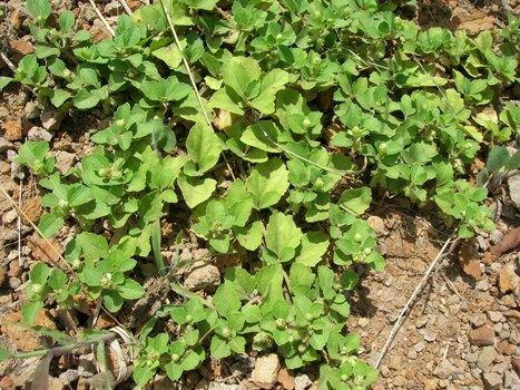 Carrapicho rasteiro (Acanthospermum australe)