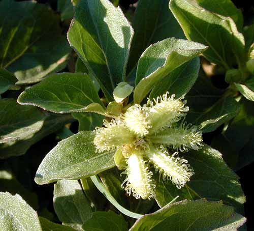 Carrapicho rasteiro (Acanthospermum australe)