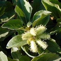 Carrapicho rasteiro (Acanthospermum australe)