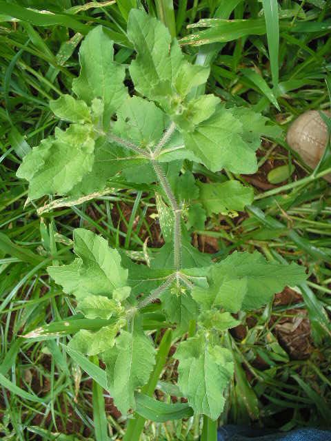 Carrapicho rasteiro (Acanthospermum australe)