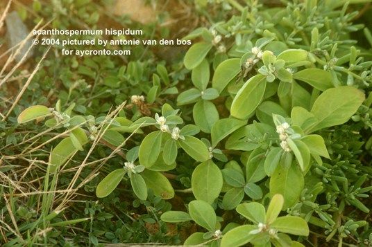 Carrapicho de carneiro (Acanthospermum hispidum)