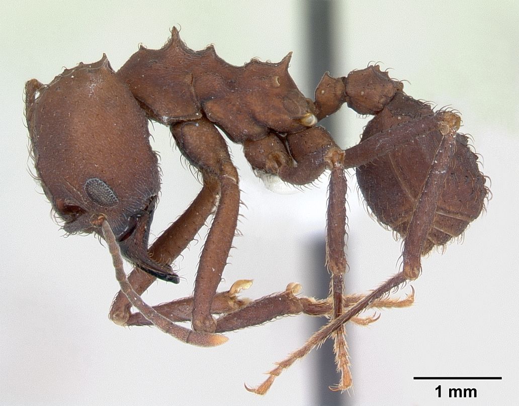 Formiga rapa rapa (Acromyrmex landolti balzani)