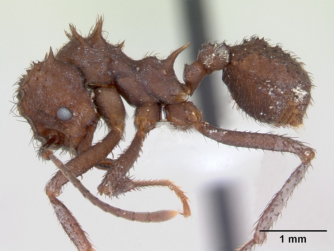 Quenquém (Acromyrmex spp)
