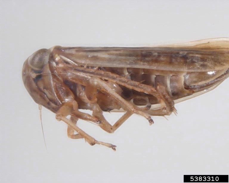 Cigarrinha (Agallia albidula)