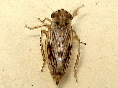 Cigarrinha (Agallia albidula)