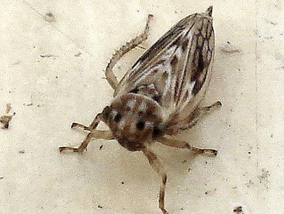 Cigarrinha (Agallia albidula)