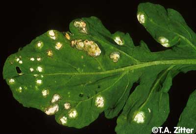 Ferrugem branca (Albugo candida)