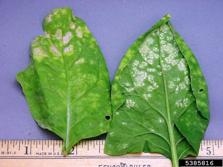 Ferrugem branca (Albugo candida)